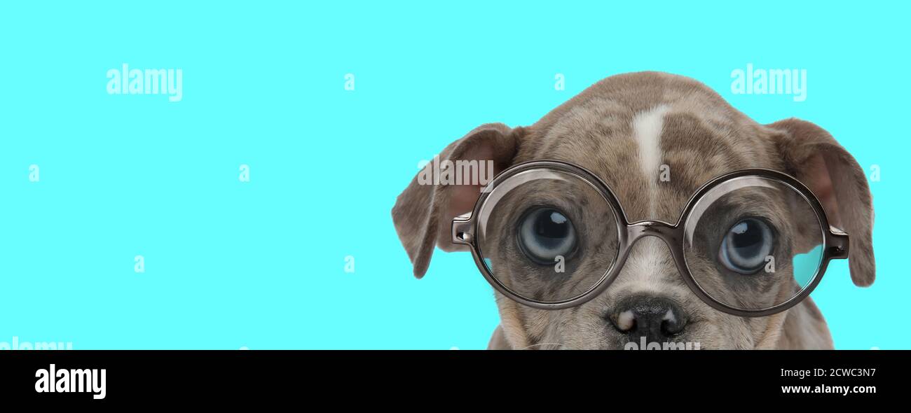 nerdy American Bully dog wearing eyeglasses, sitting and hiding face ...