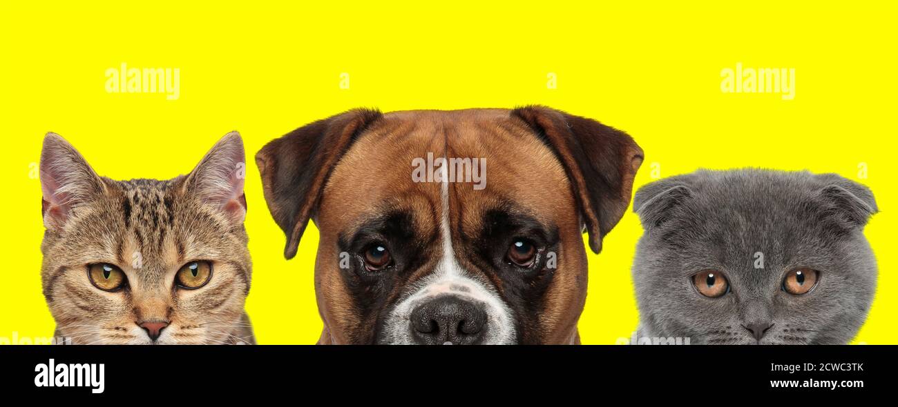 3 animals team consisting of a metis cat, Boxer dog and Scottish Fold ...