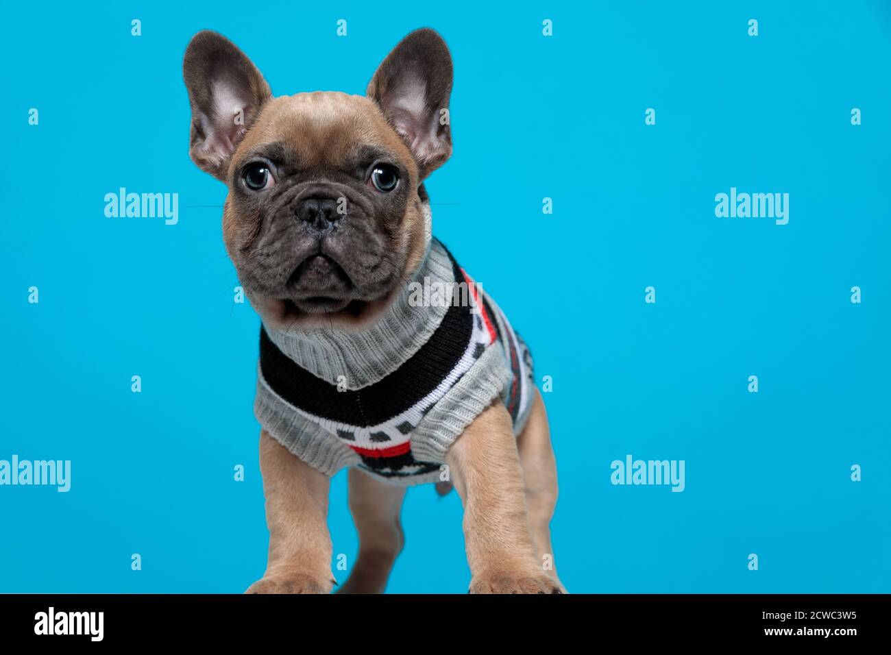 Frenchie standing hi-res stock photography and images - Alamy