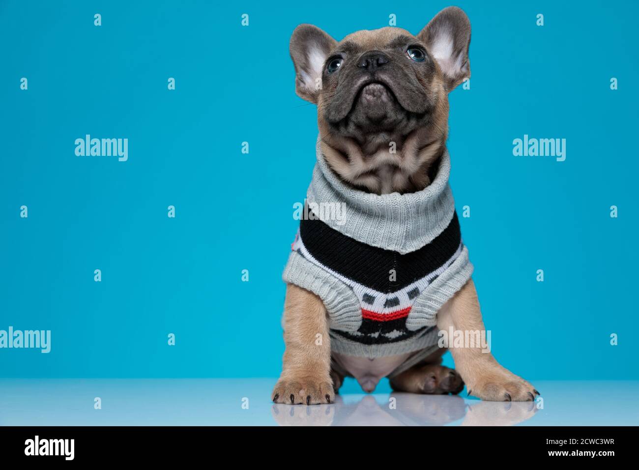cute french bully wearing costume and looking up, sitting on blue ...
