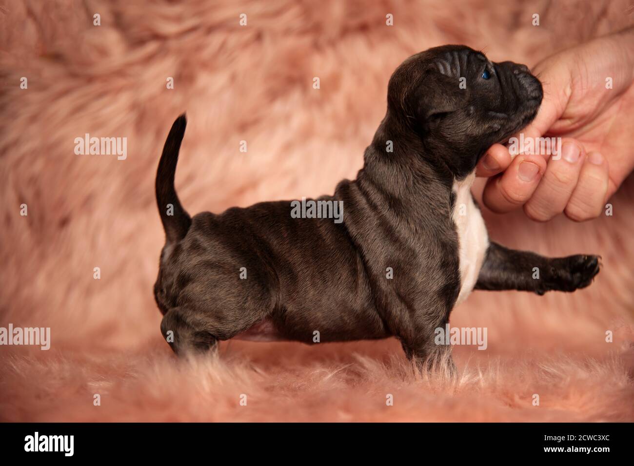 human caressing cute american bully on pink fur background Stock Photo ...