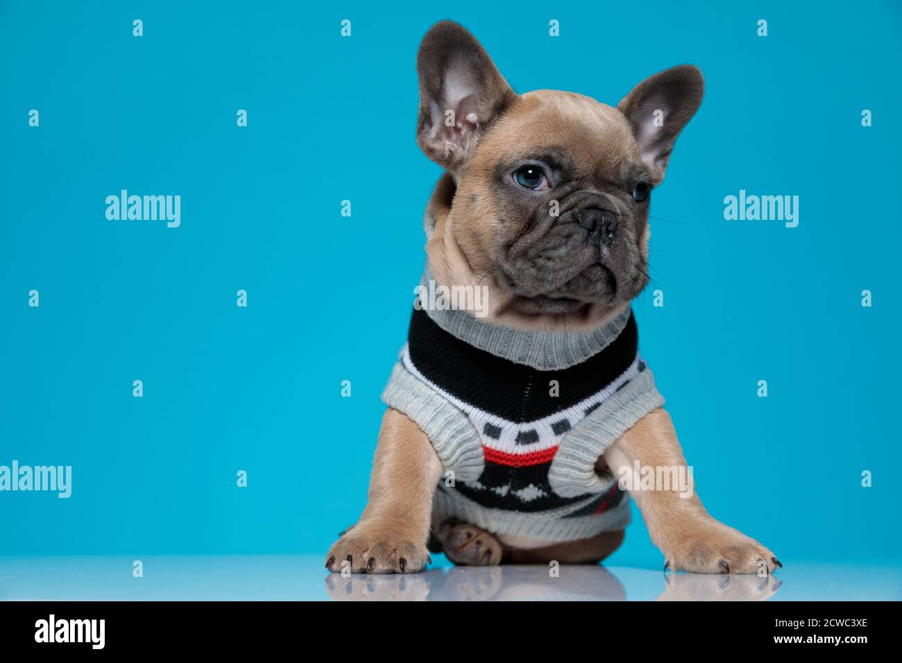 cute frenchie wearing costume and looking to side, sitting on blue ...