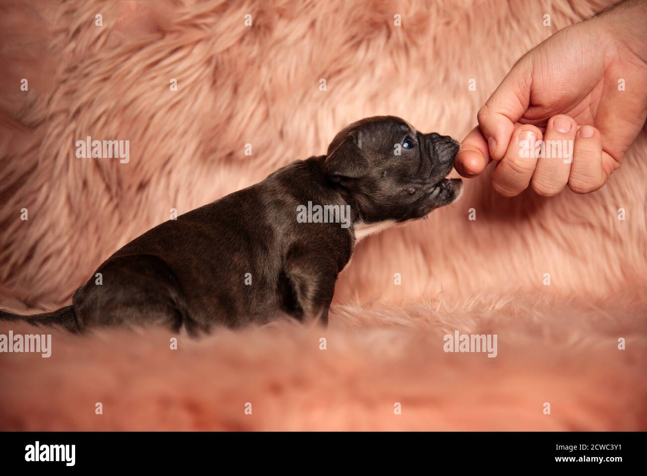 side view of cute american bully biting human finger and sitting on ...