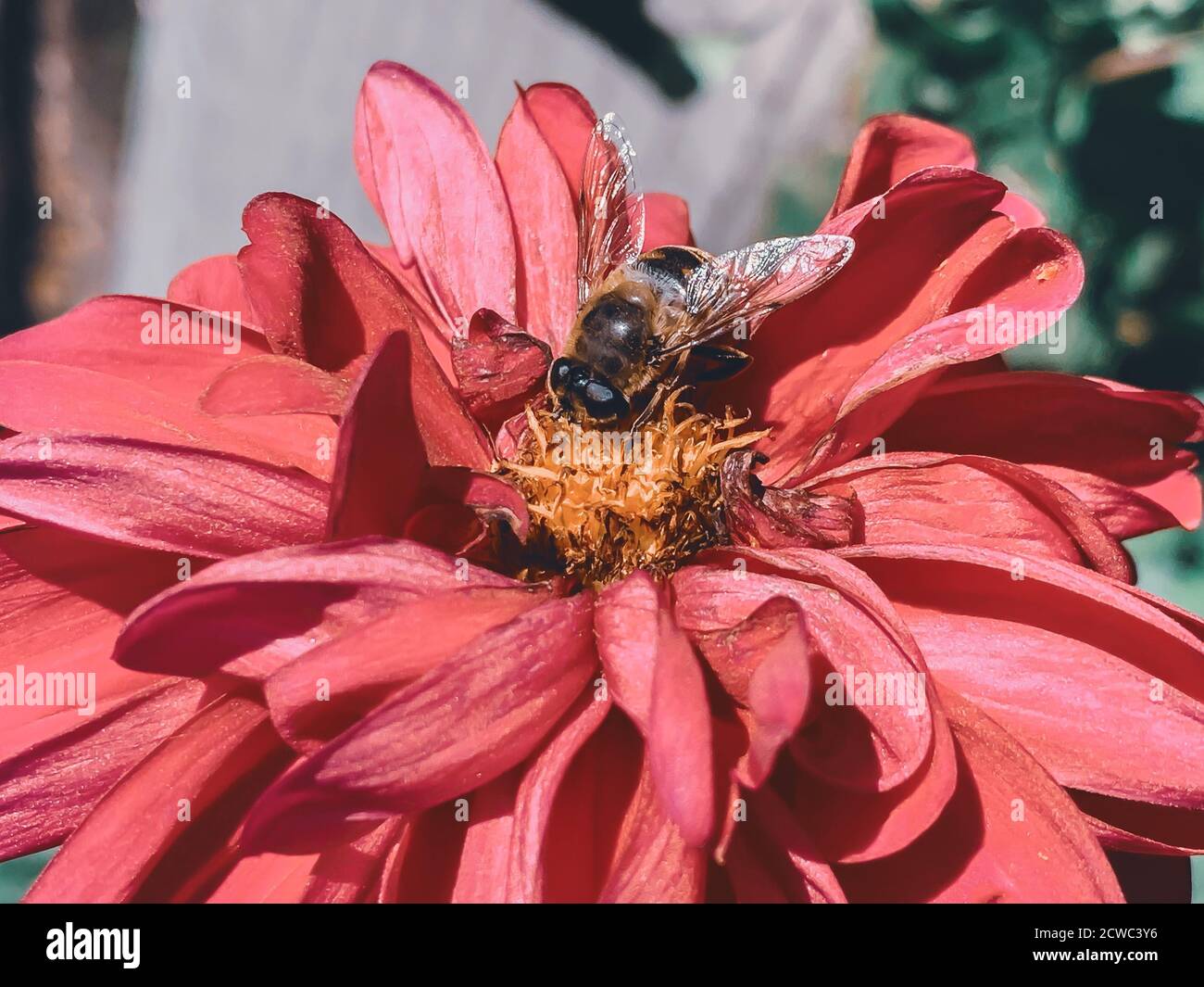 Closeup shot of a bee collecting nectar from the pink flower Stock ...