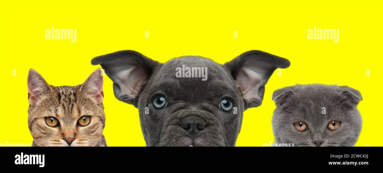 3 domestic animals couple consisting of a metis cat, American Bully dog ...