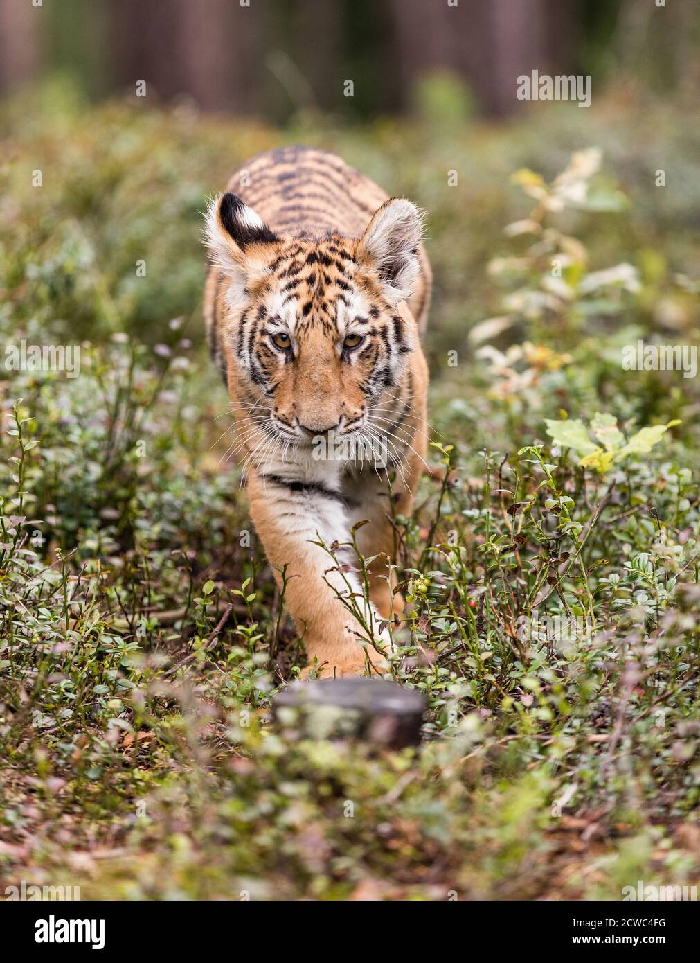 Ussuri tiger. The master of taiga. The Siberian Tiger. Portrait of ...