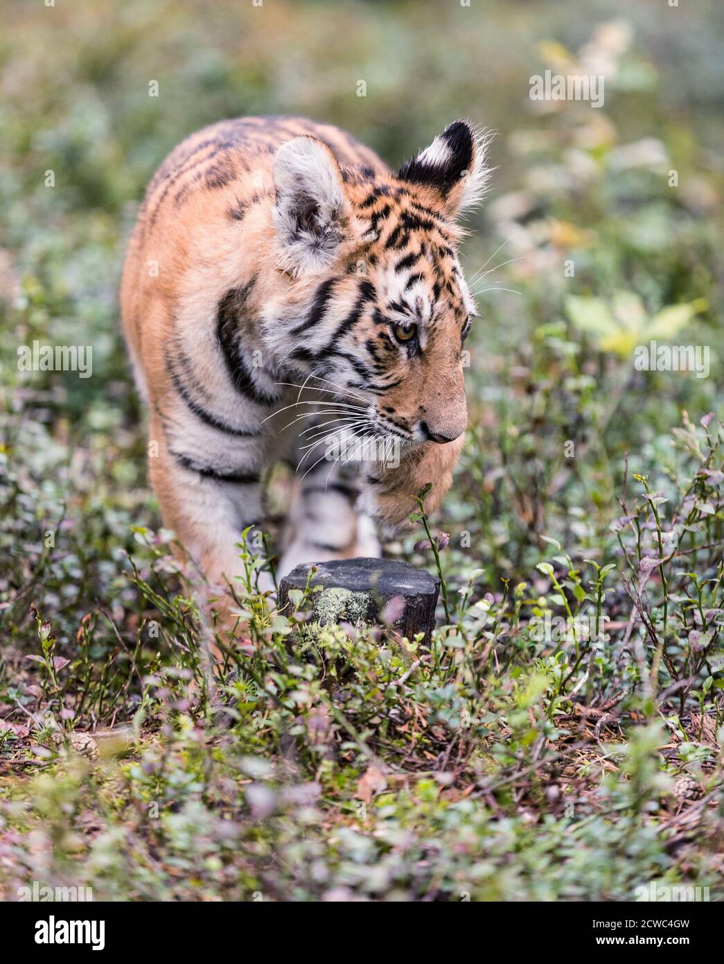 Master Tigress High Resolution Stock Photography and Images - Alamy