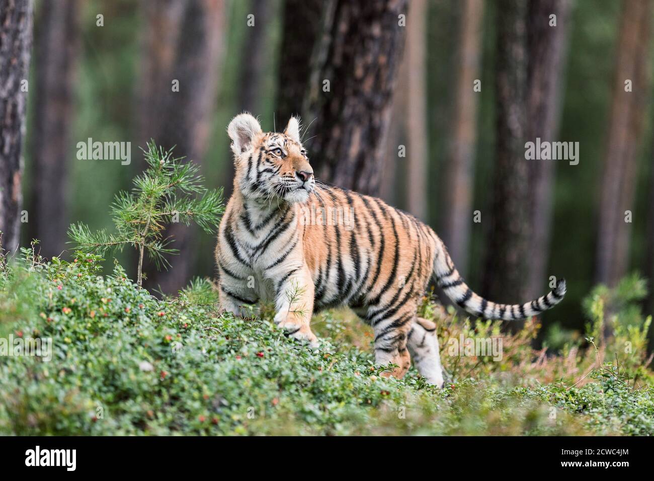 Ussuri tiger. The master of taiga. The Siberian Tiger. Portrait of ...