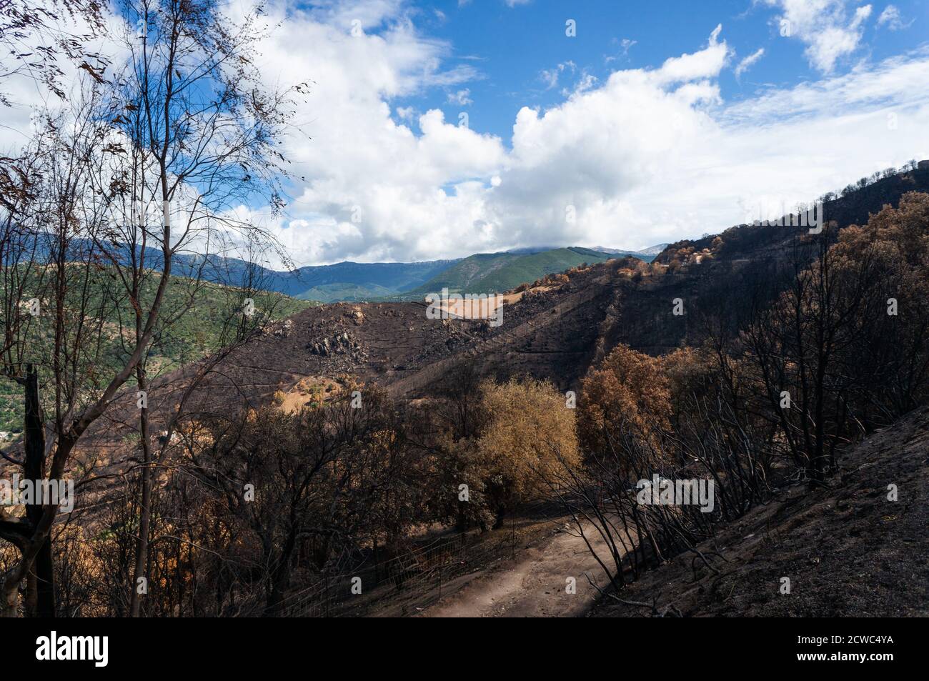 forest after fire. burnt land after a wildfire. environment pollution ...
