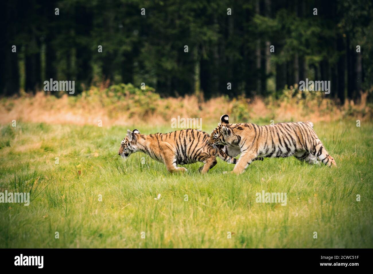 Wild two tiger hi-res stock photography and images - Alamy