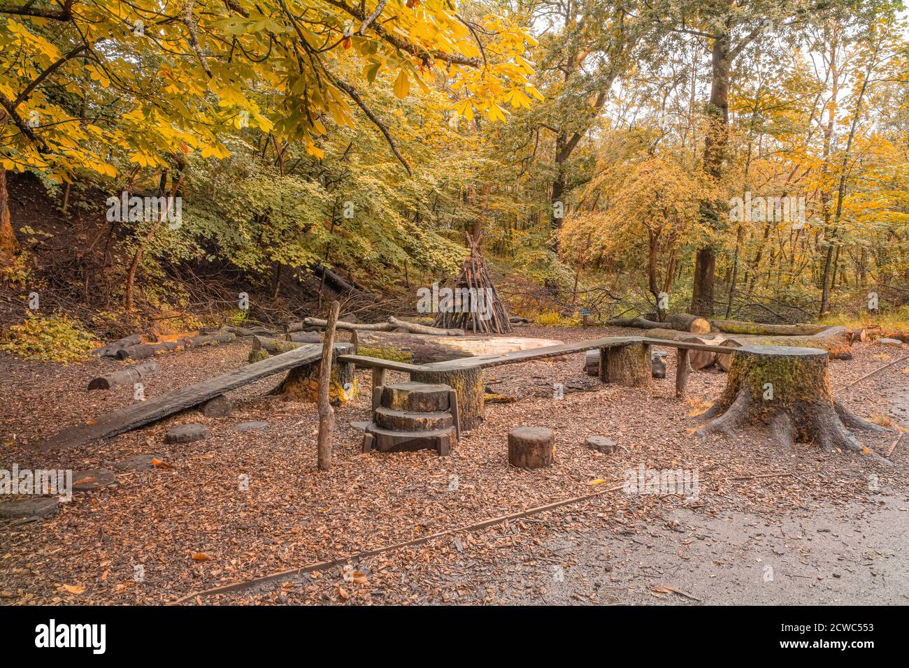 Scotlands forest woodlands at the start of autumn as the trees turn ...