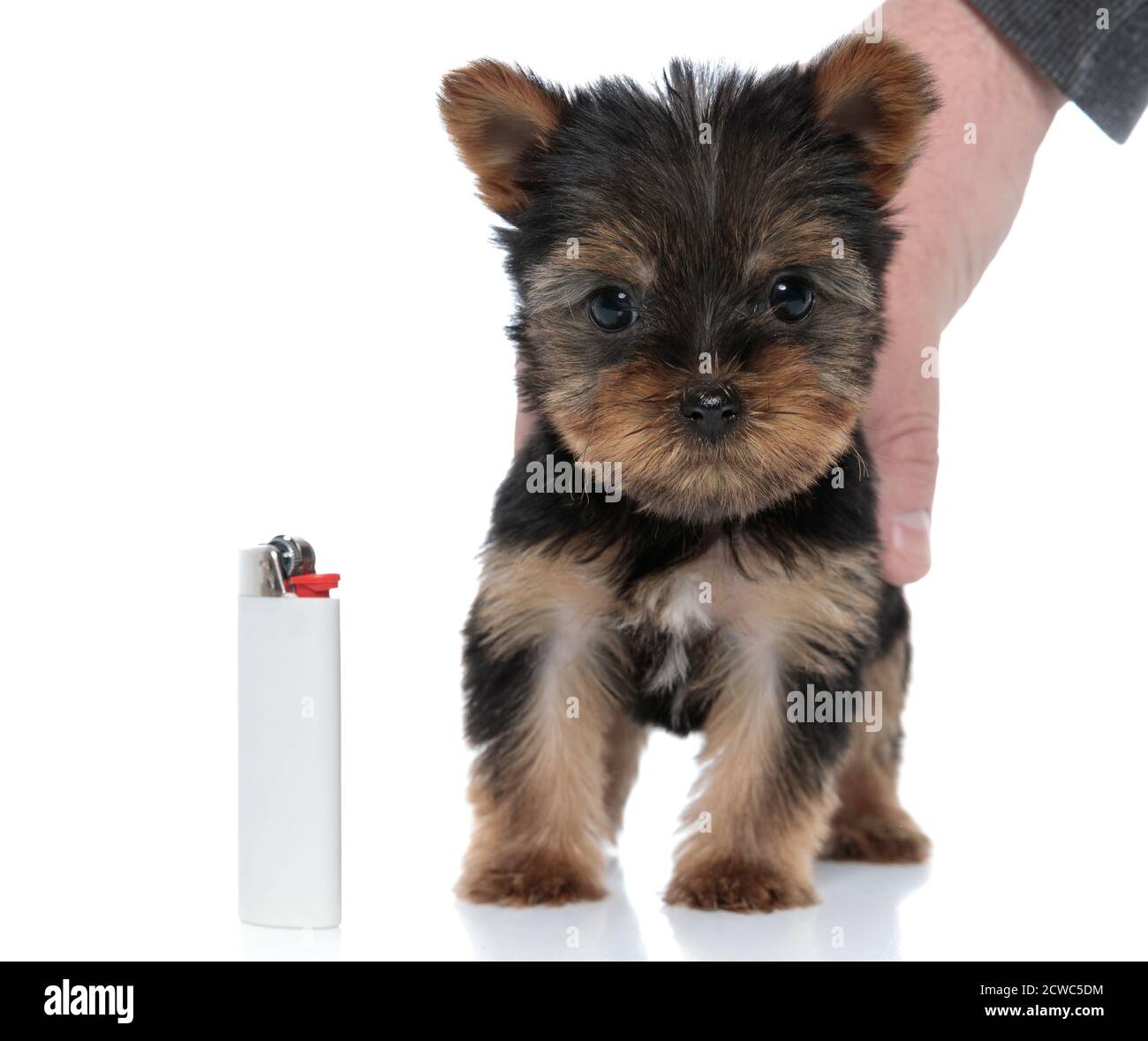 human holding cute yorkshire terrier looking at a lighter, standing ...