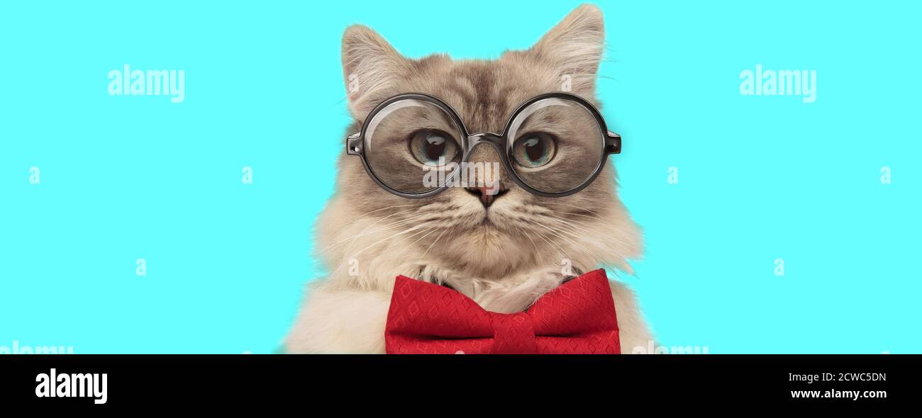 funny young metis cat sitting and wearing a red bow tie with eyeglasses ...