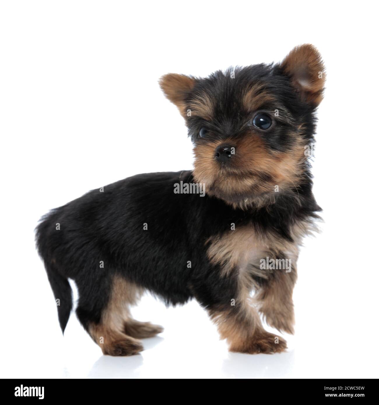 side view of cute yorkshire terrier walking isolated on white ...