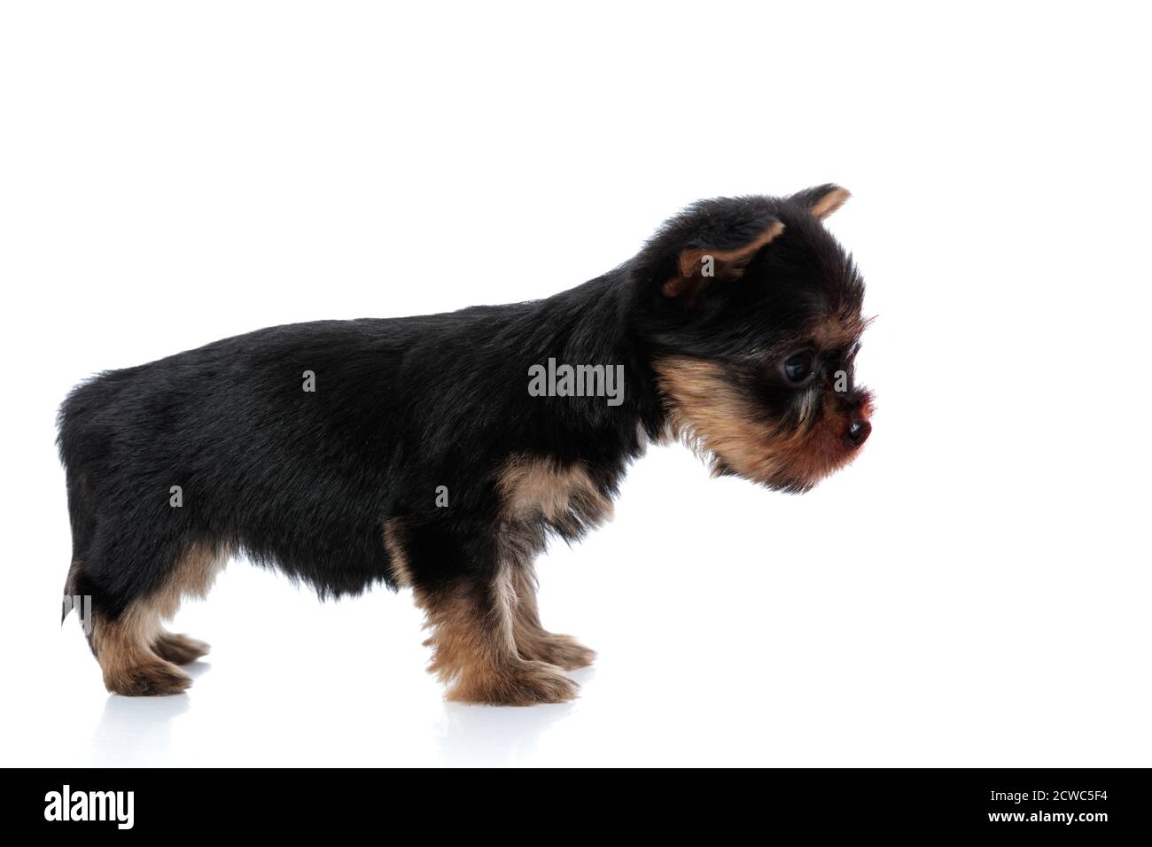 side view of cute yorkshire terrier looking to side and searching ...