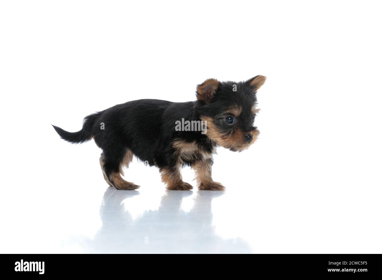 side view of adorable yorkshire terrier walking and standing isolated ...