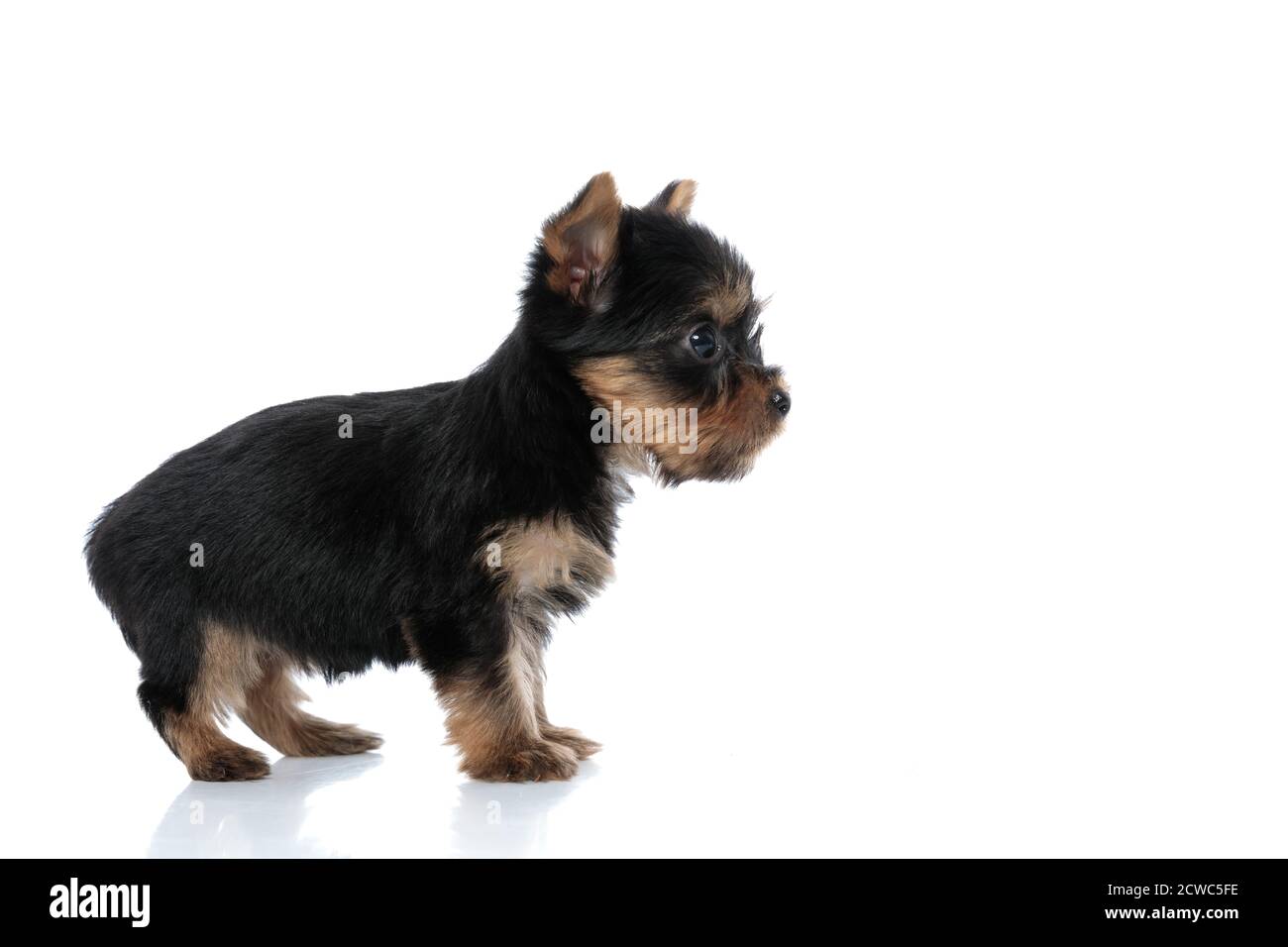 side view of cute yorkshire terrier looking to side and standing ...