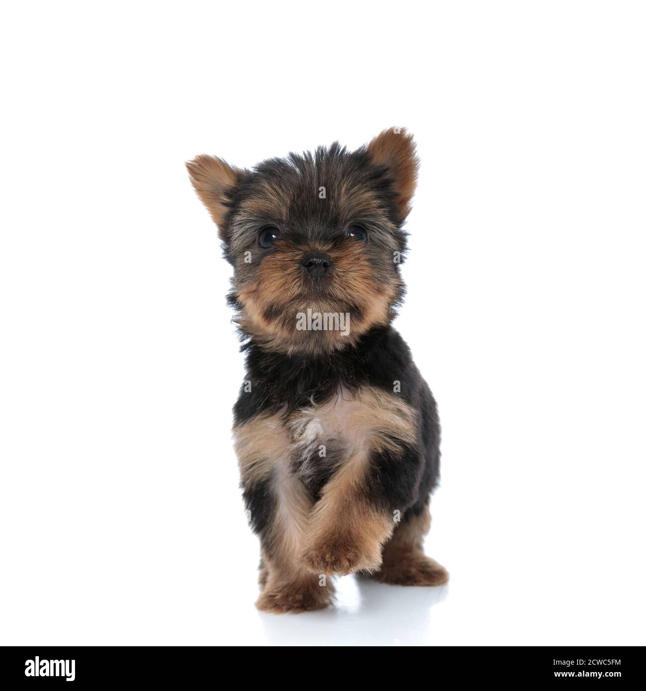 cute yorkshire terrier looking up and walking isolated on white ...
