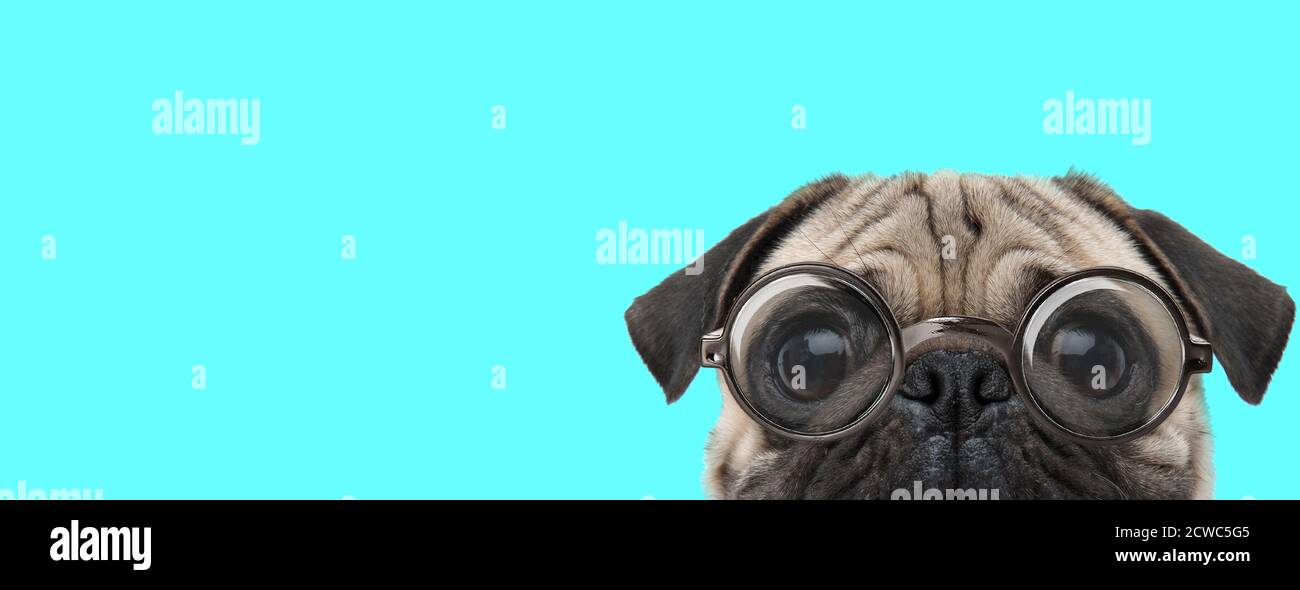 cute scared Pug dog hiding his face from camera, wearing eyeglasses on ...