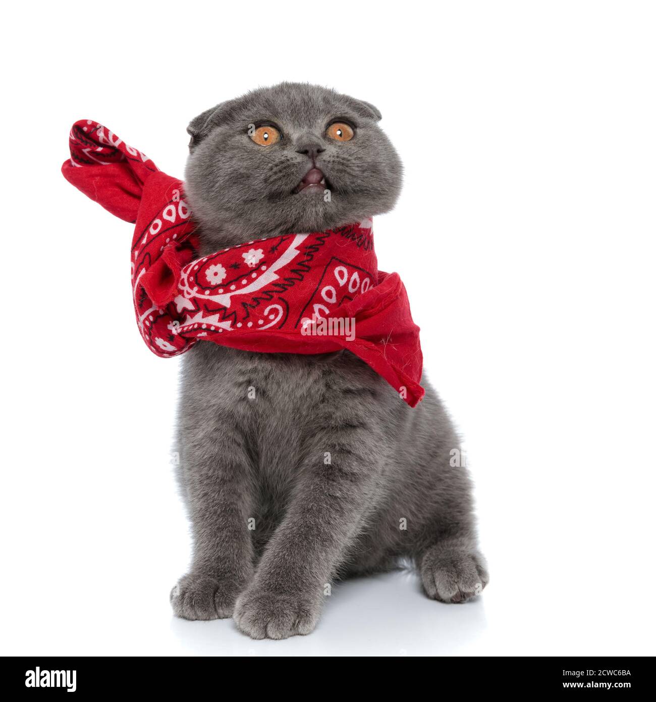 Cute Scotish Fold Kitten Wearing Red Bandana And Sticking Out Tongue Looking Up And Sitting