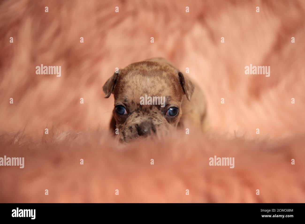 adorable american bully sniffing around on pink fur background Stock ...