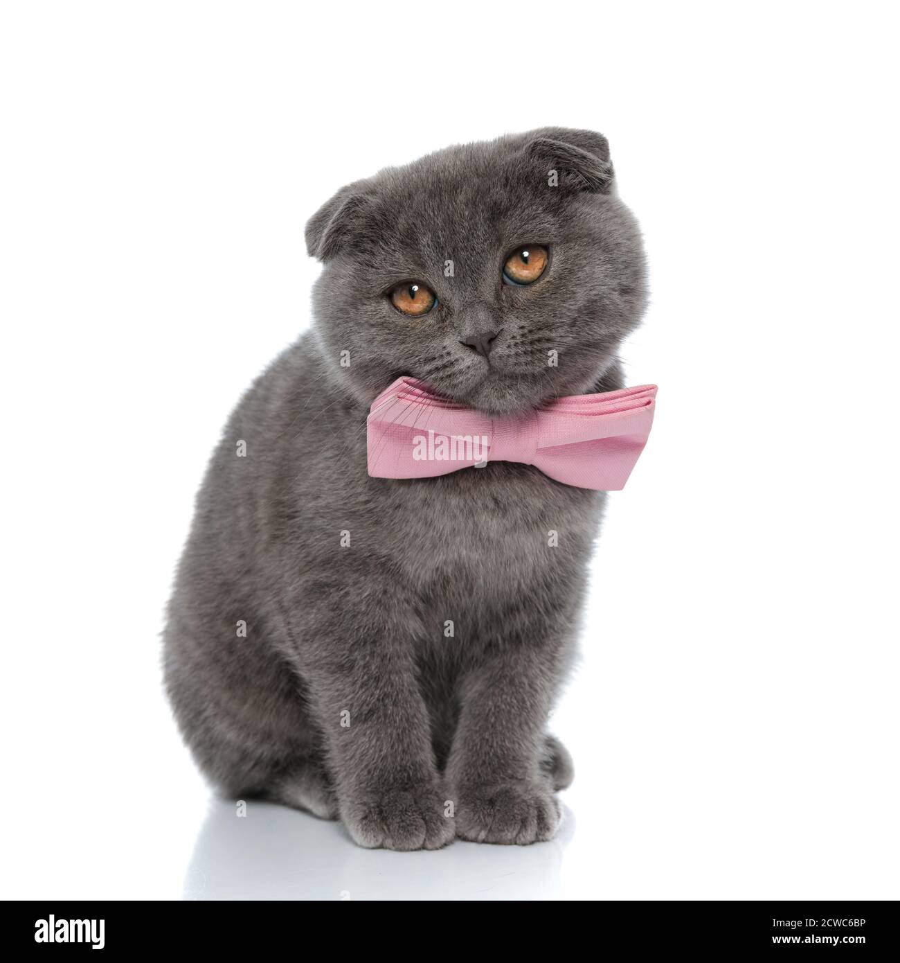 adorable scotish fold cat wearing pink bowtie and sitting isolated on ...
