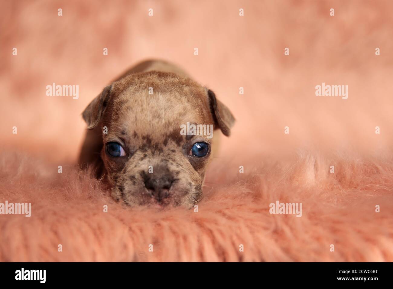 cute american bully smelling around on pink fur background Stock Photo ...