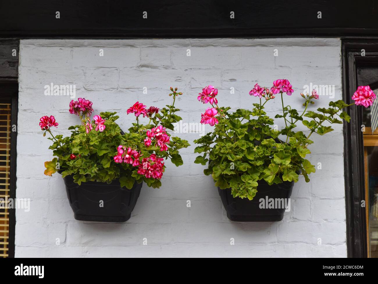 two pots of geraniums on a whitewashed wall Stock Photo - Alamy