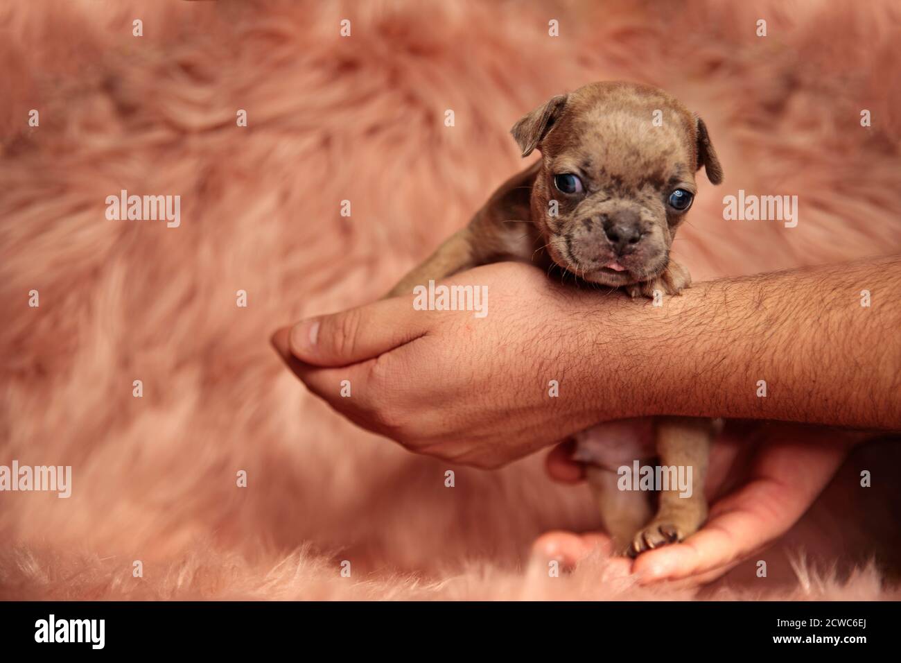 human holding adorable young american bully on pink fur background ...