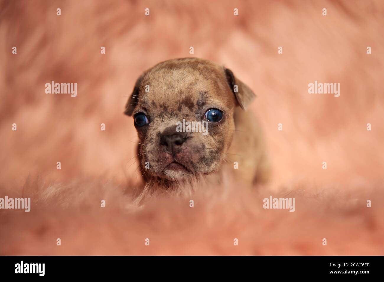 adorable and small american bully sitting on pink fur background Stock ...