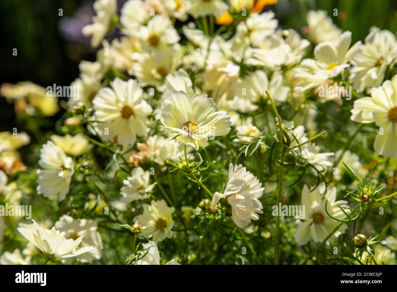 Cosmos bipinnatus 'Xanthos', cosmos xanthos, in full flower Stock Photo ...