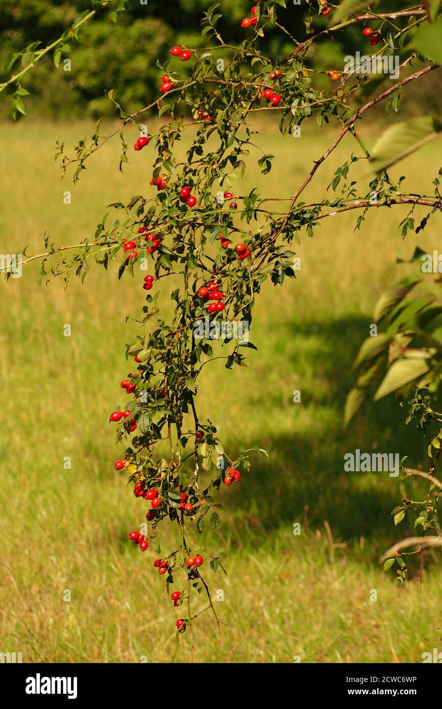 A draping branch of the rosehip bearing fruit in late summer Stock ...