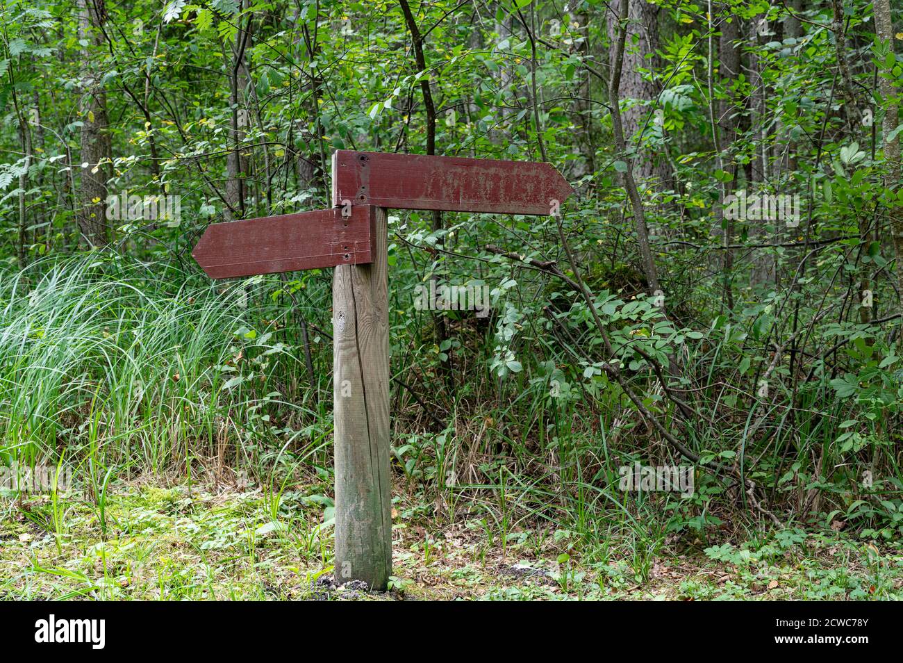 Green Arrow Into The Woods
