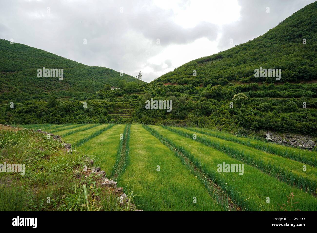 Maranai hi-res stock photography and images - Alamy