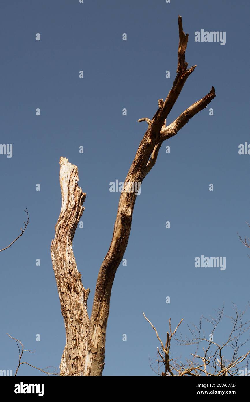 A close up view of a dead tree branch against a deep blue sky Stock ...