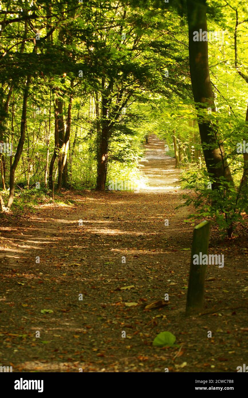 A view looking down through a woodland path in High Elms Country Park ...