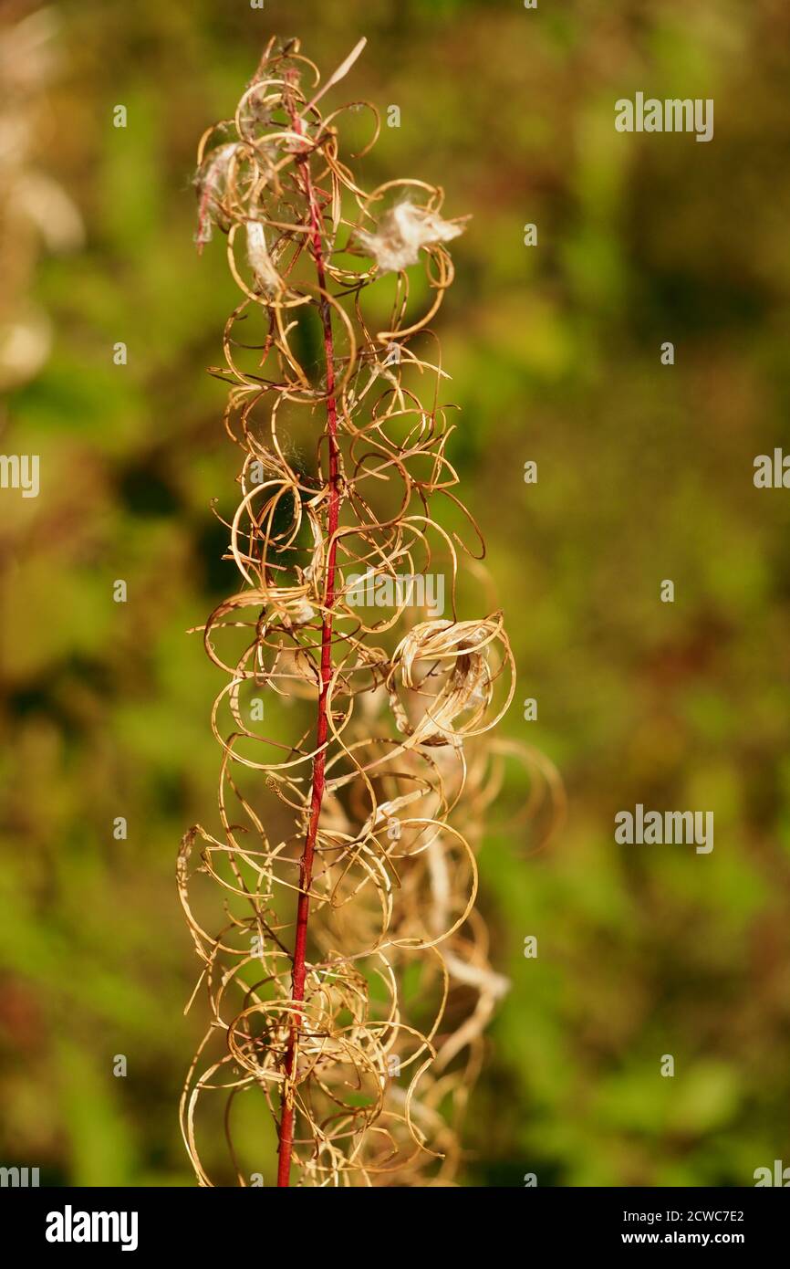 Red stalk hi-res stock photography and images - Alamy
