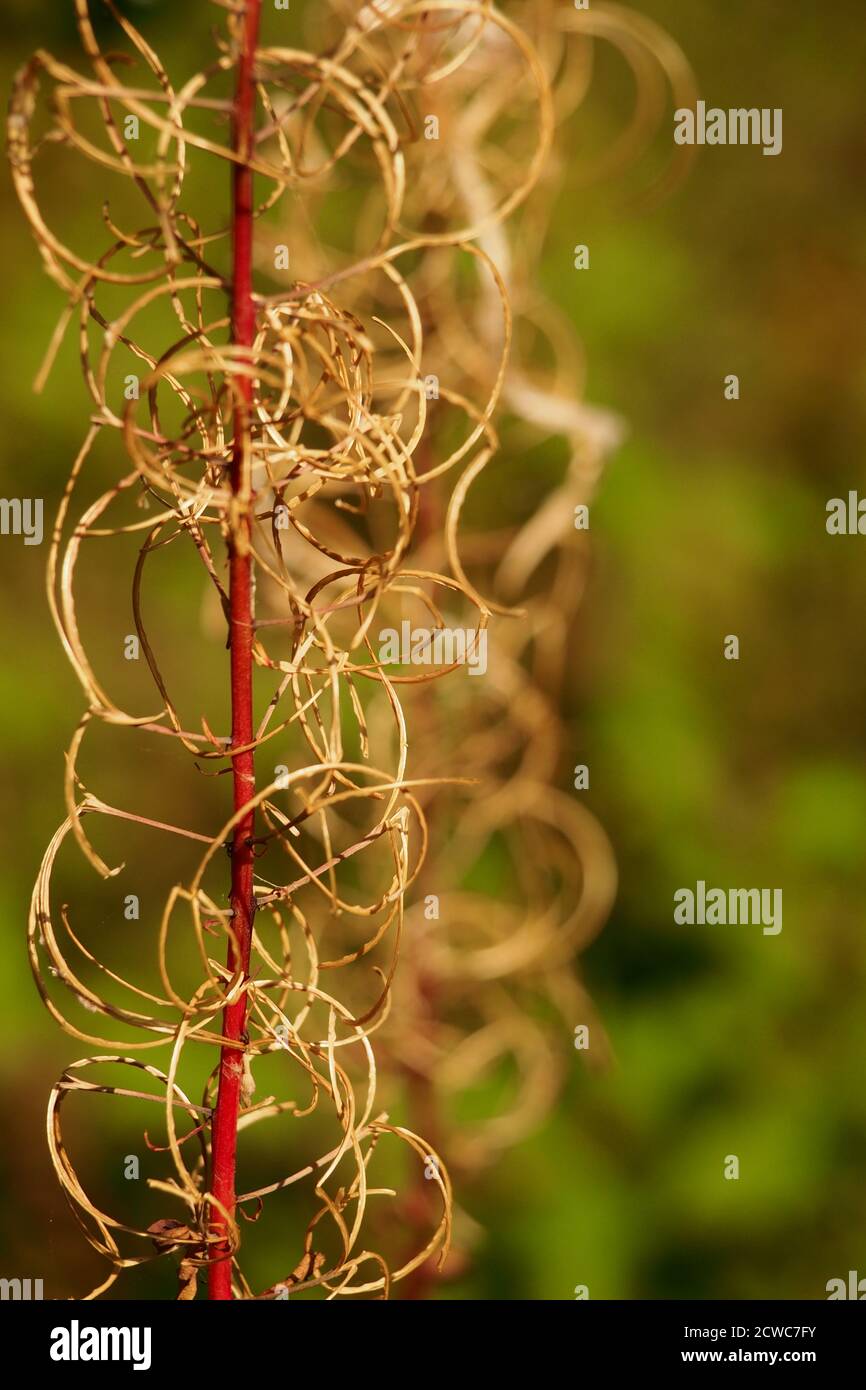 Red stalk hi-res stock photography and images - Alamy