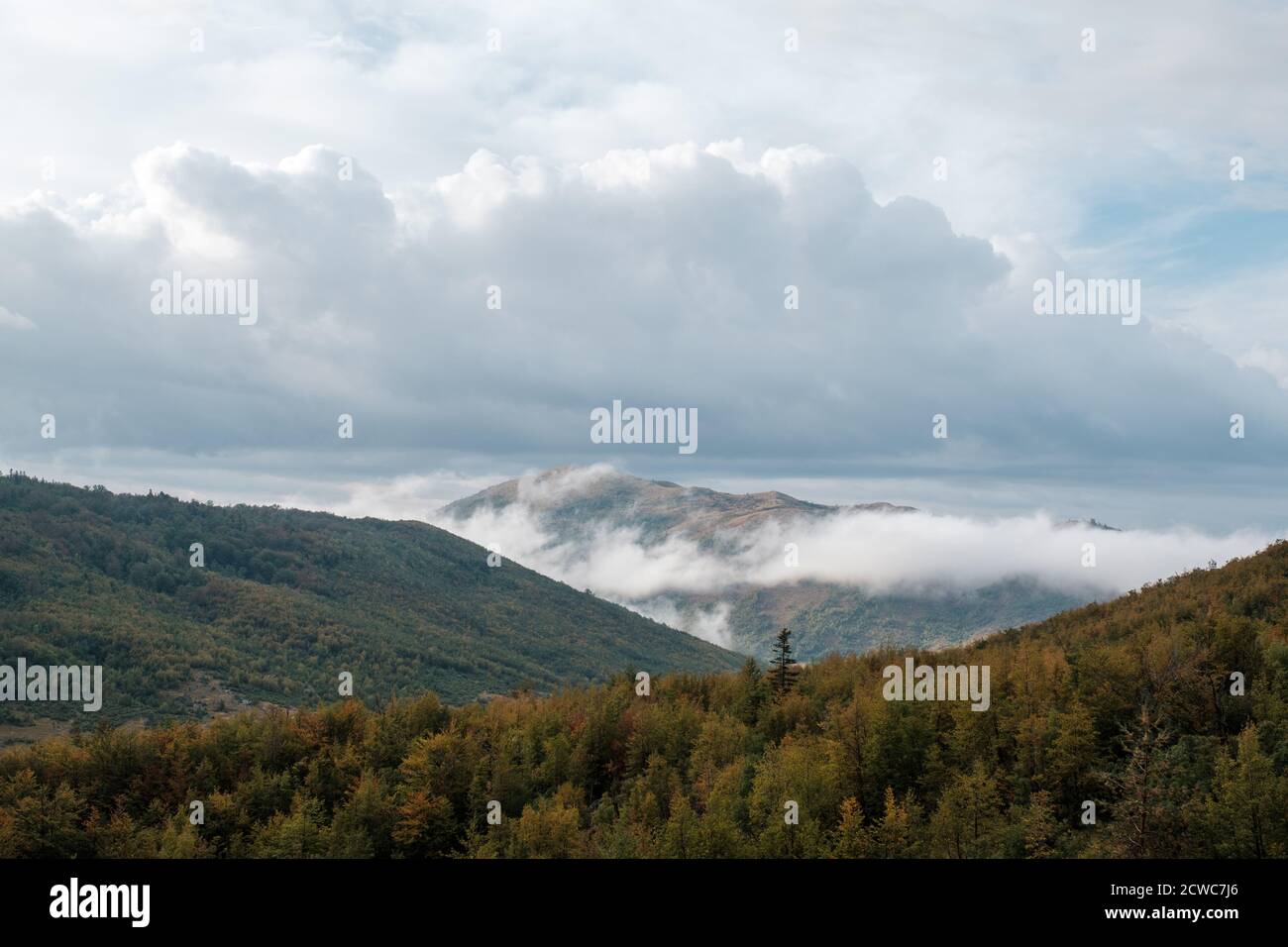 Mountains in low lying cloud with the evergreen conifers shrouded in ...