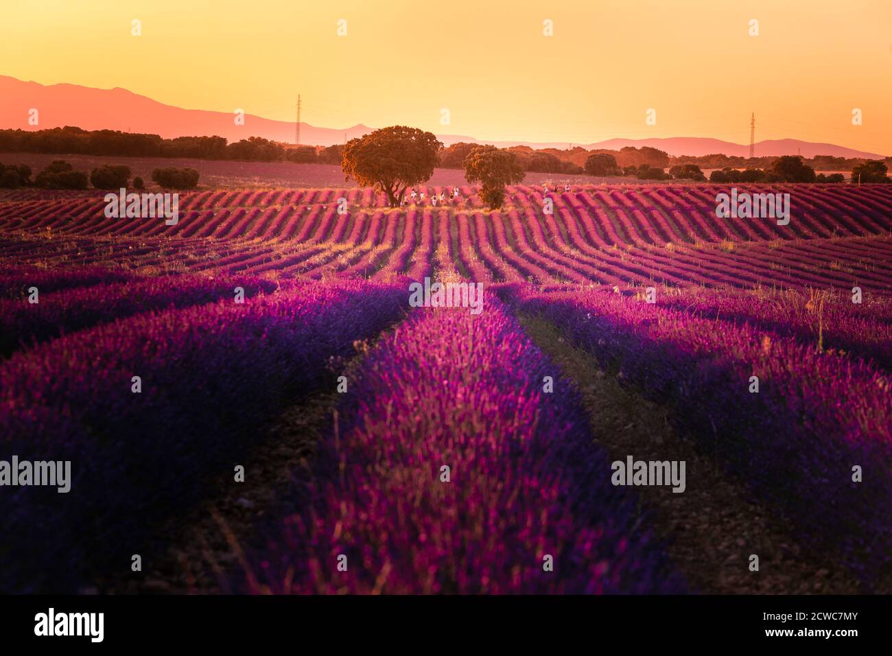 Lavender fields in Brihuega, Guadalajara, Spain Stock Photo - Alamy