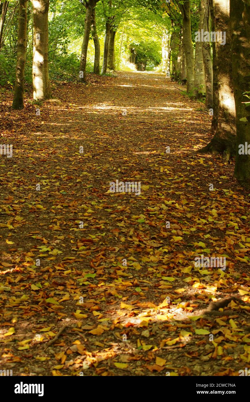 Woodland Path With Fallen Leaves High Resolution Stock Photography and ...