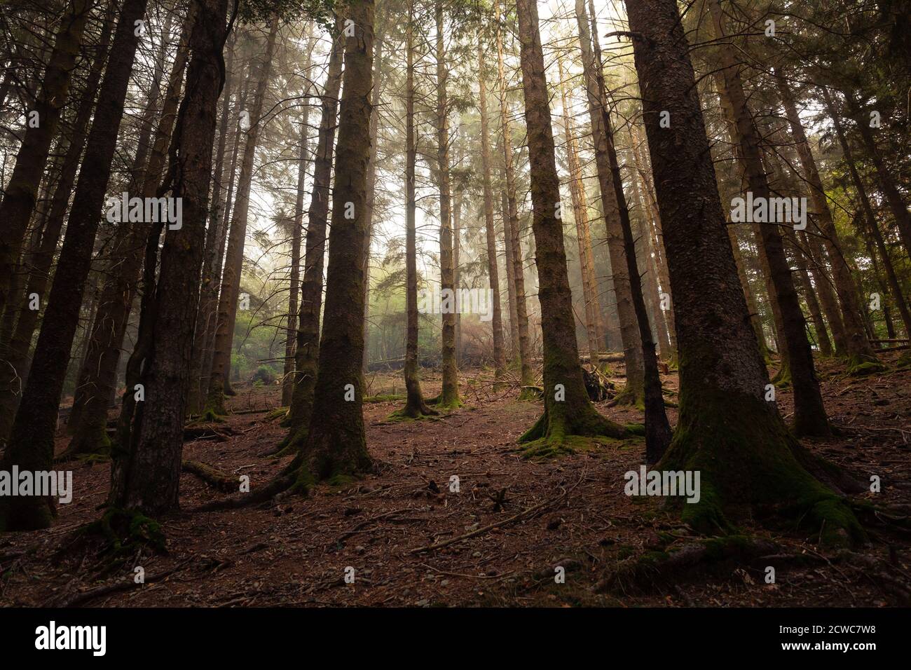 Foggy forest of Artikutza at the Basque mountains Stock Photo - Alamy