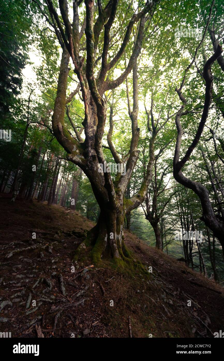 Foggy forest of Artikutza at the Basque mountains Stock Photo - Alamy