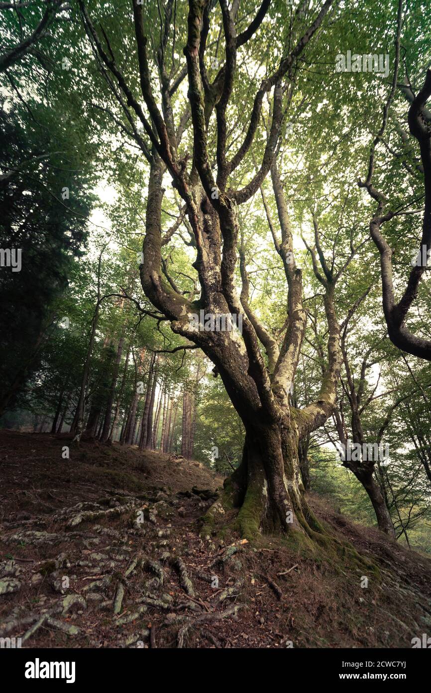 Foggy forest of Artikutza at the Basque mountains Stock Photo - Alamy
