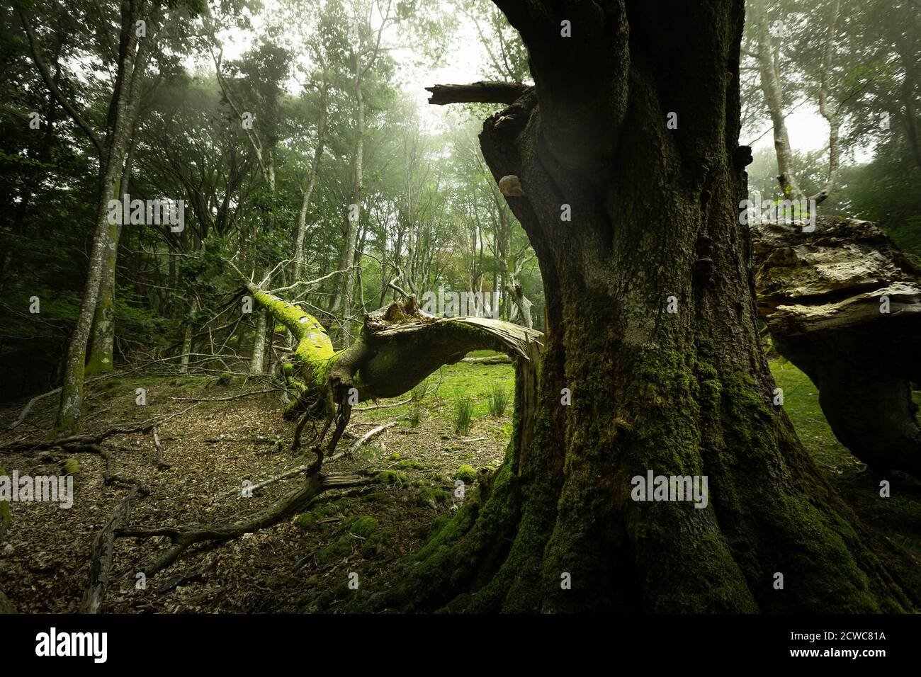 Foggy forest of Artikutza at the Basque mountains Stock Photo - Alamy