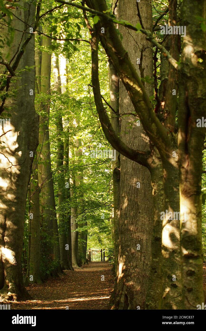 High beech trees leaves hi-res stock photography and images - Alamy