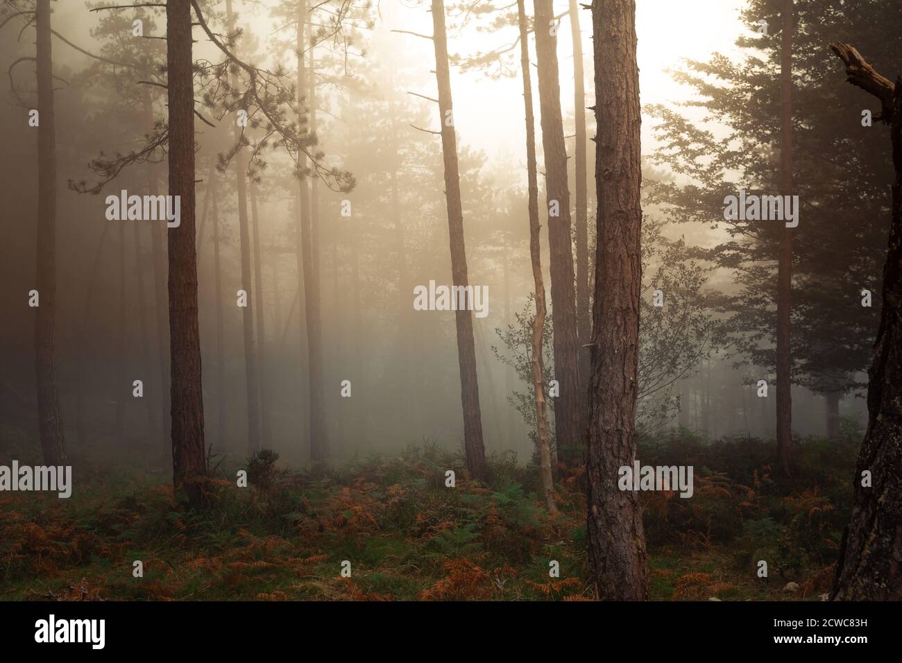 Foggy forest of Artikutza at the Basque mountains Stock Photo - Alamy