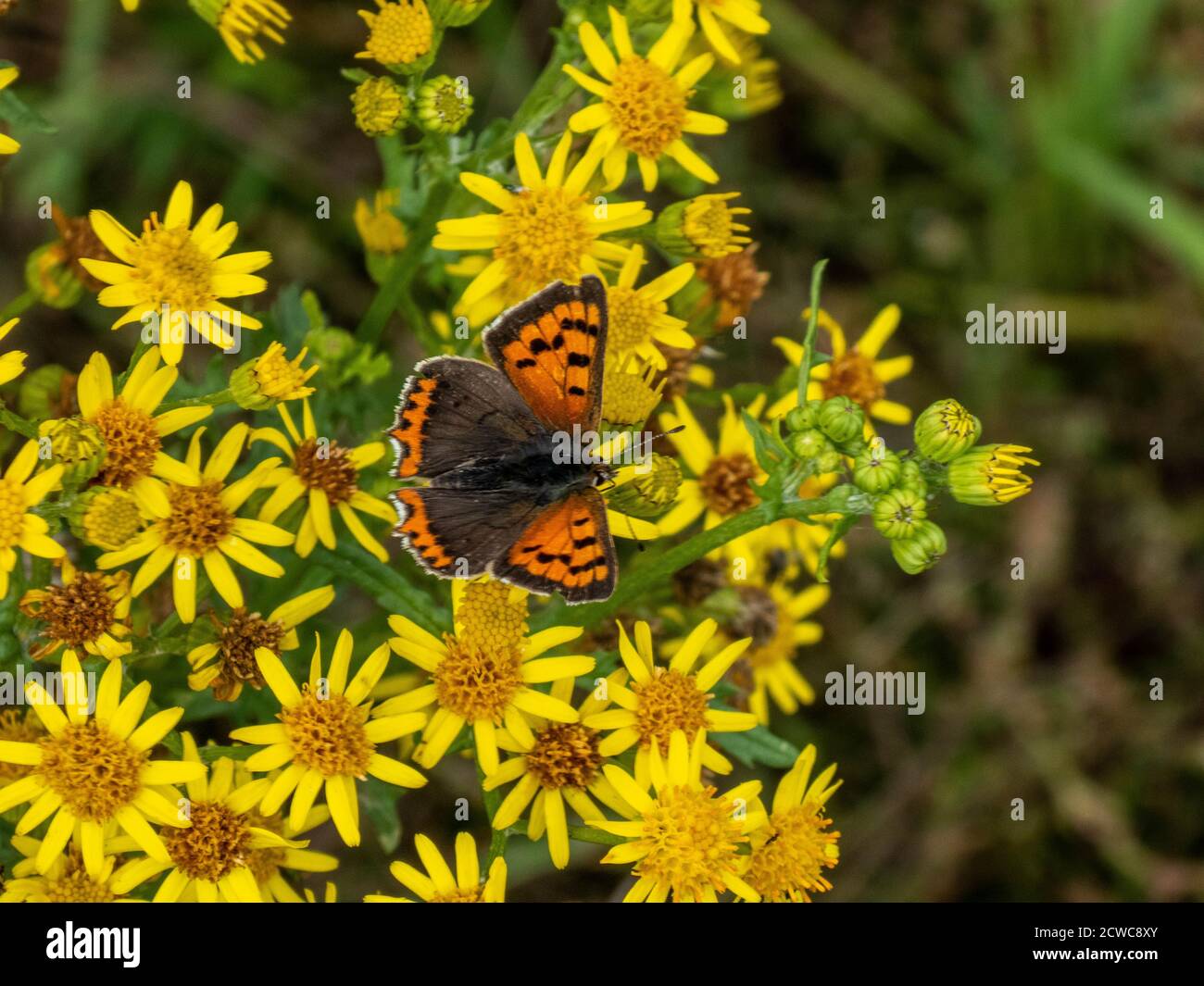 Copper colour butterfly hi-res stock photography and images - Alamy