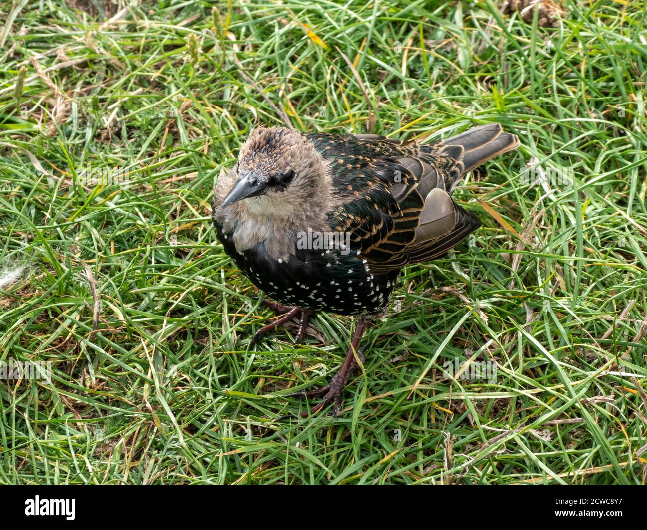 Wildlife starling hi-res stock photography and images - Alamy