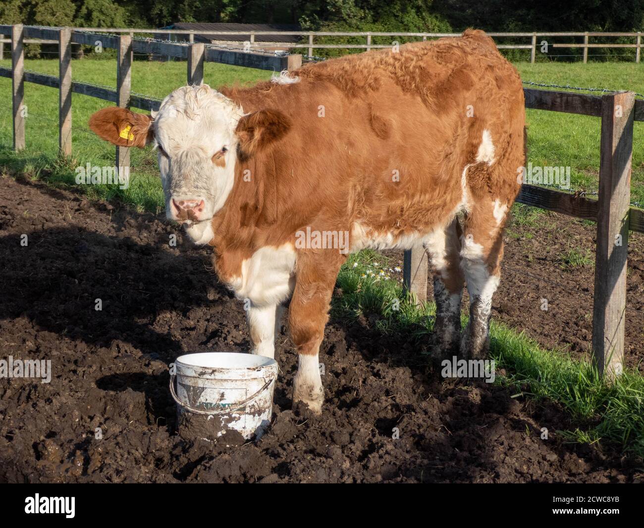 Bucket calf hi-res stock photography and images - Alamy